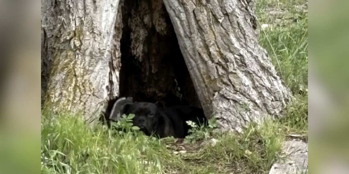 Woman Pulls Over When She Spots Terrified Face Poking Out From Tree ...