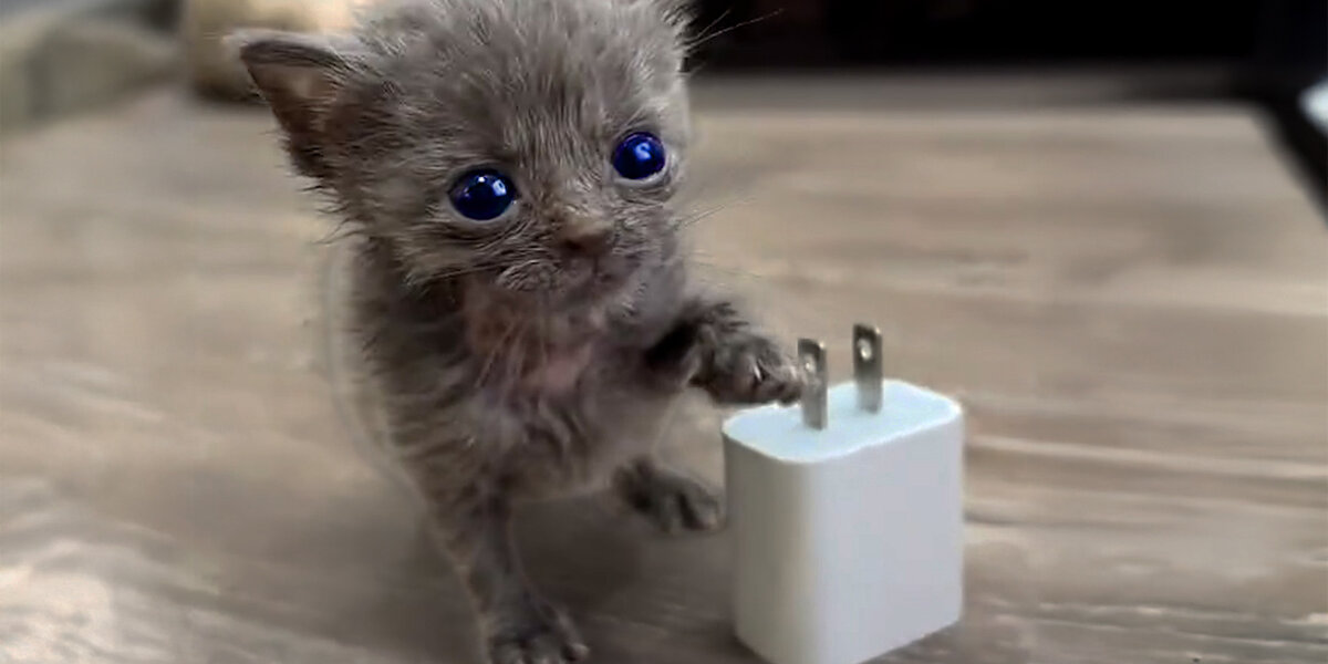 Micro Kitten Befriends An Eyeless Kitten - Videos - The Dodo