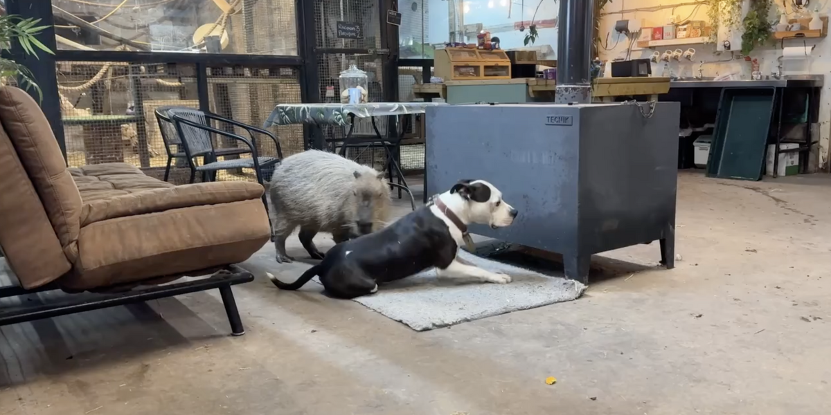 WATCH: Wild Animal Rejected By His Peers Finds Comfort In His Dog BFF 3 ...