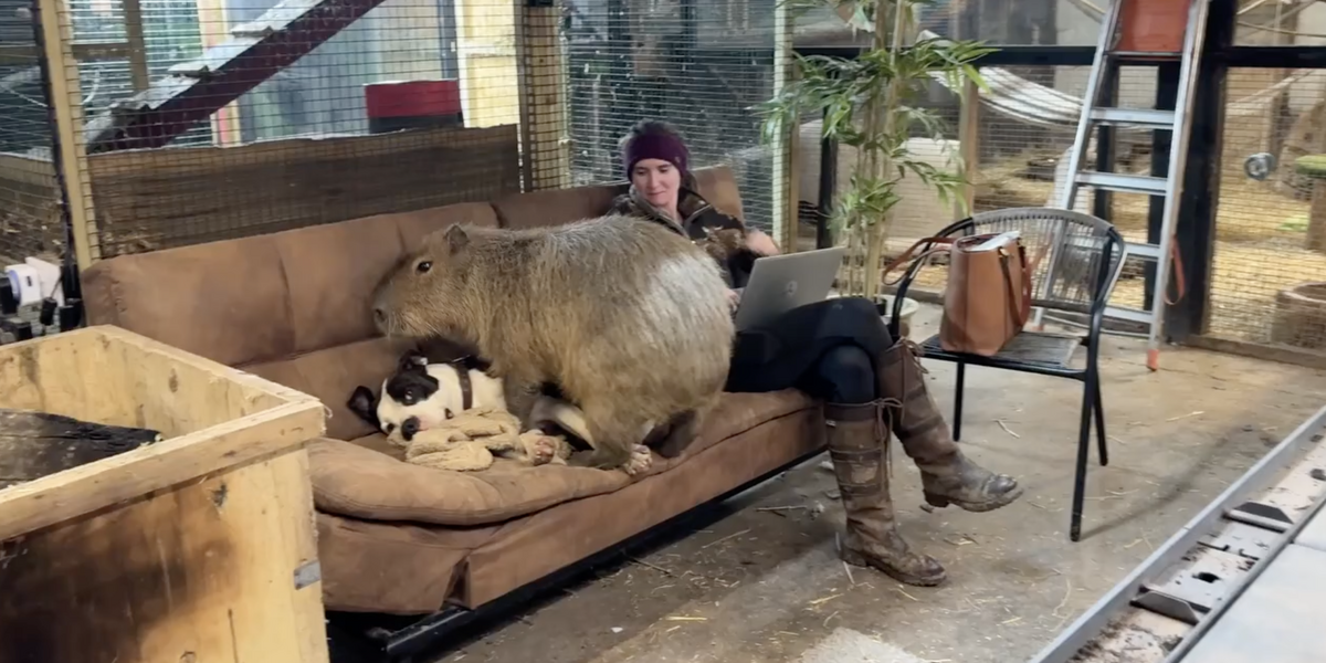 WATCH: Wild Animal Rejected By His Peers Finds Comfort In His Dog BFF 1 ...