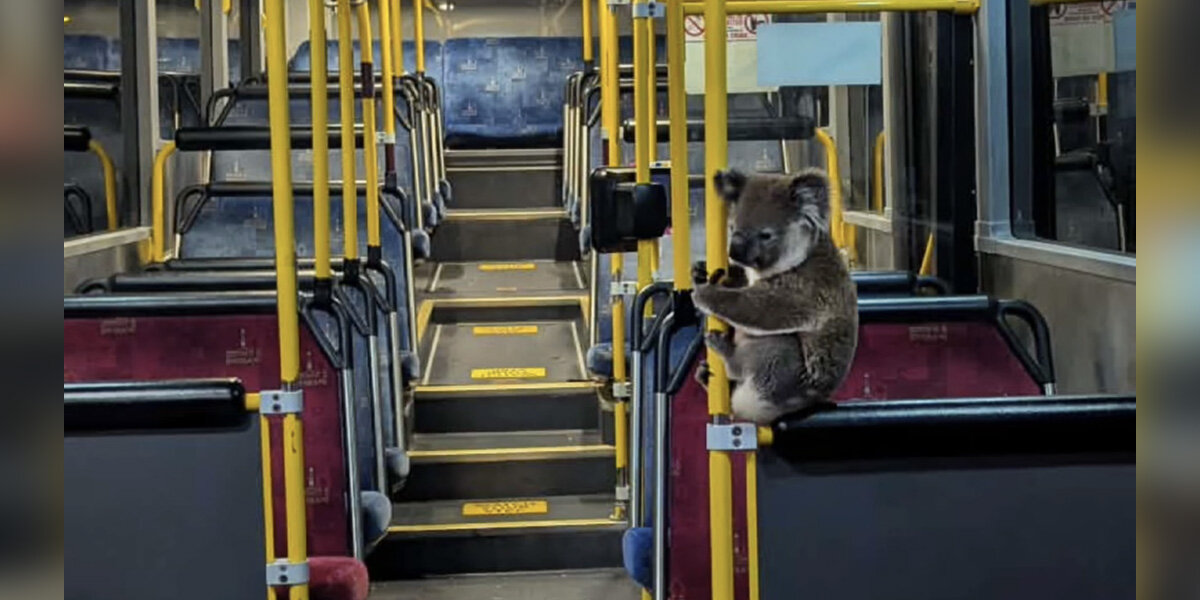 Kindhearted Bus Driver Opens His Doors To A Koala In Need Of A Ride ...