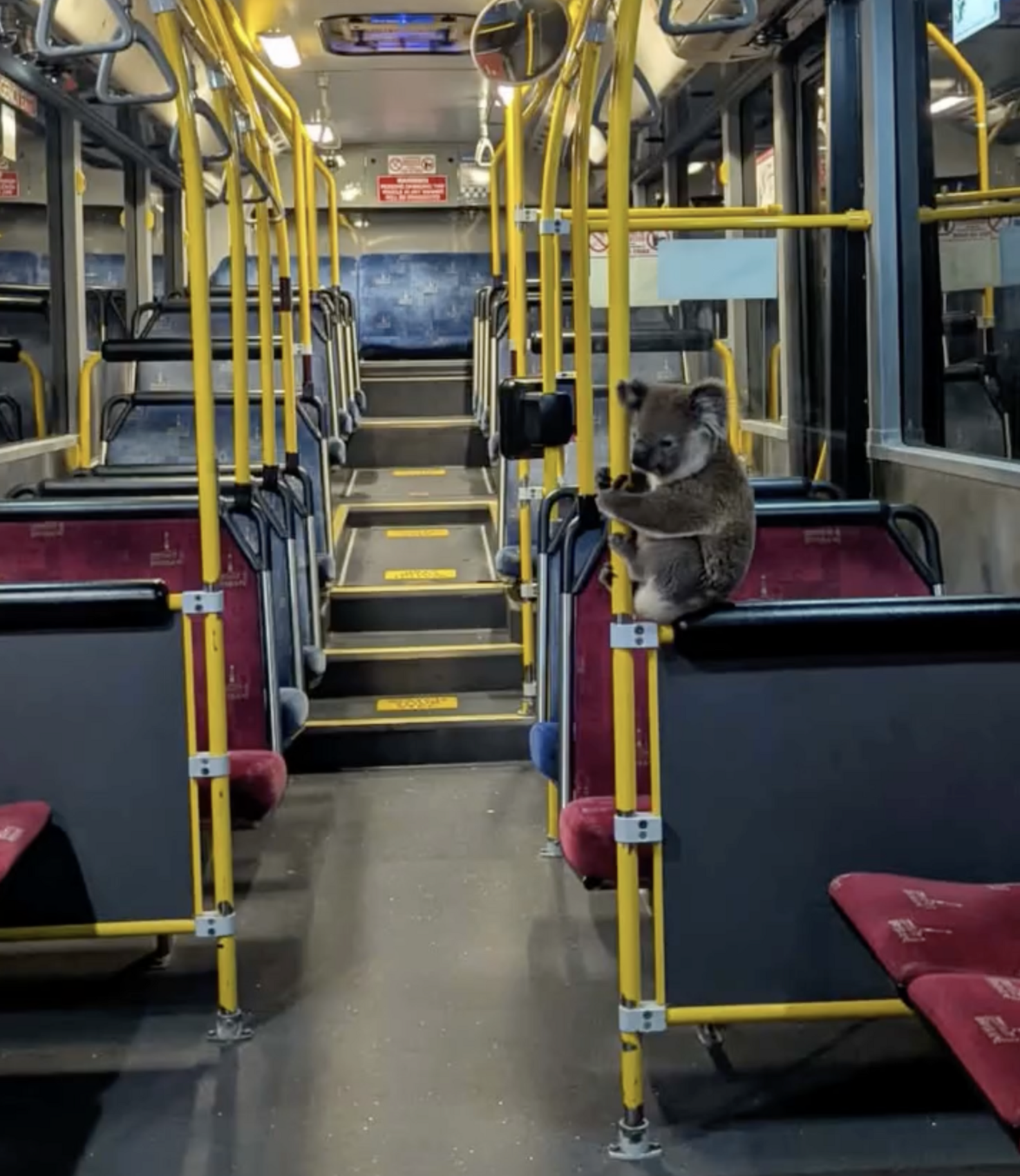 Kindhearted Bus Driver Opens His Doors To A Koala In Need Of A Ride ...