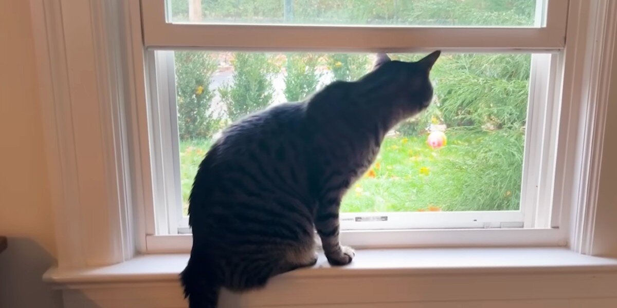 Cat Meows Out The Window Nonstop Until Family Notices The Babies In ...