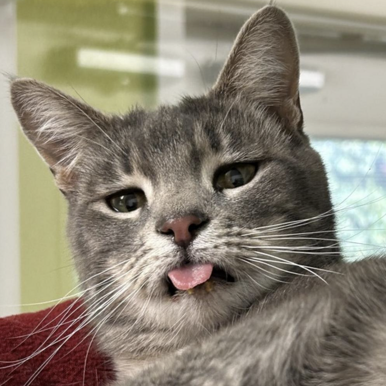 Shelter Cat Has Been Ignored For 700 Days — Just Because Of Her 'Derpy ...