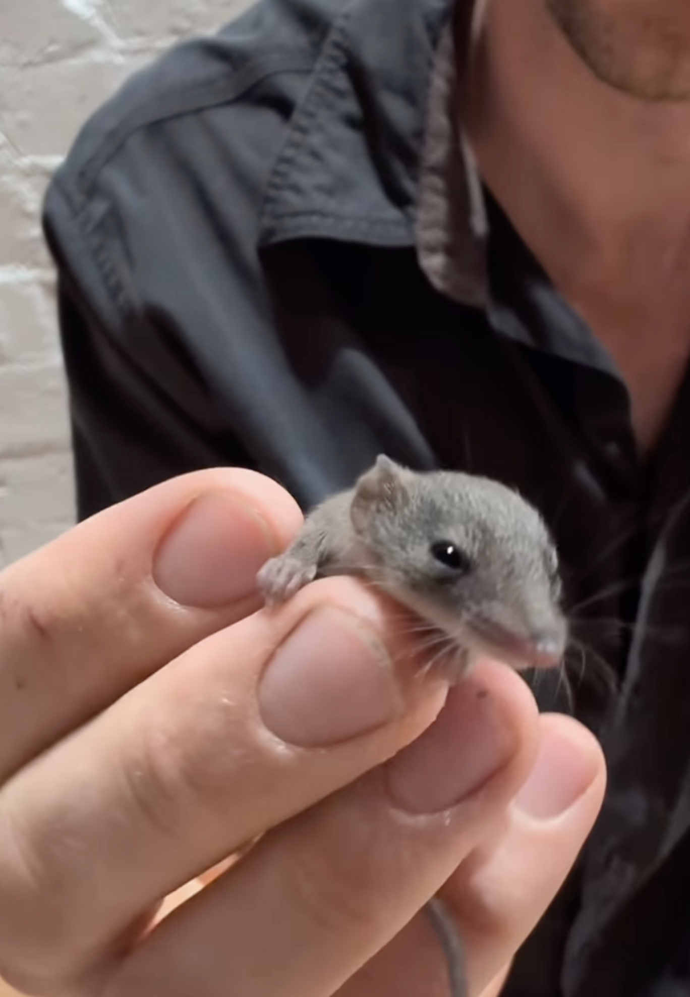 Family Opens Christmas Tree Box And Finds Nest With Rare Babies Inside ...