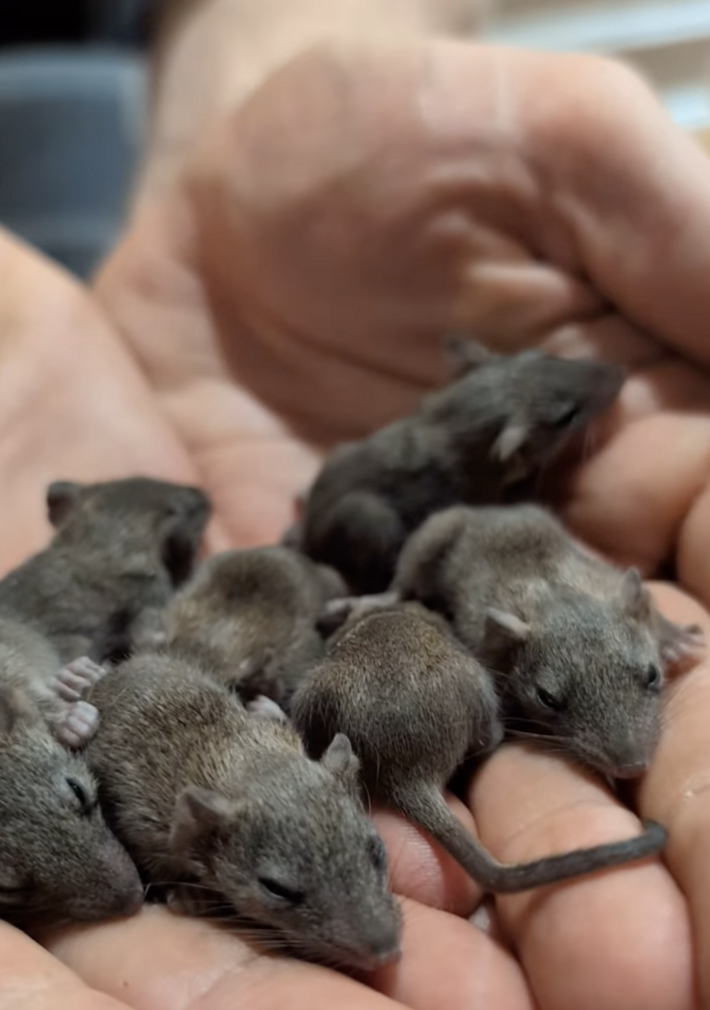 Family Opens Christmas Tree Box And Finds Nest With Rare Babies Inside ...
