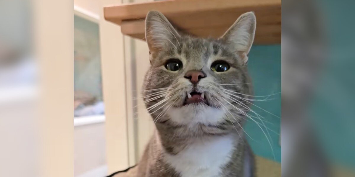 Shelter Cat Has Been Ignored For 700 Days — Just Because Of Her 'Derpy ...