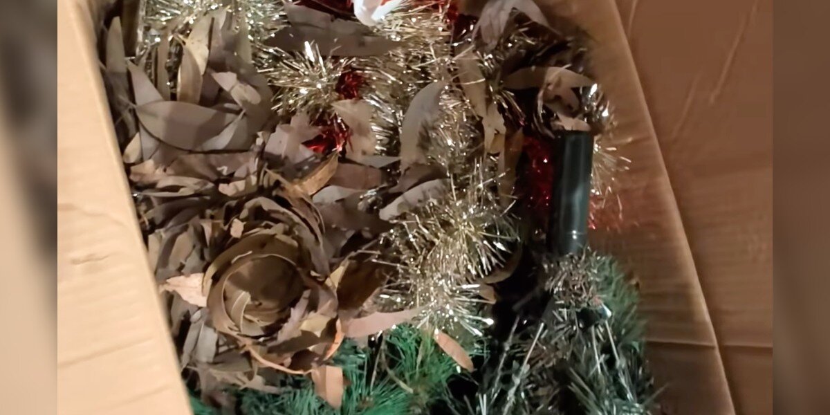 Family Opens Christmas Tree Box And Finds Nest With Rare Babies Inside ...
