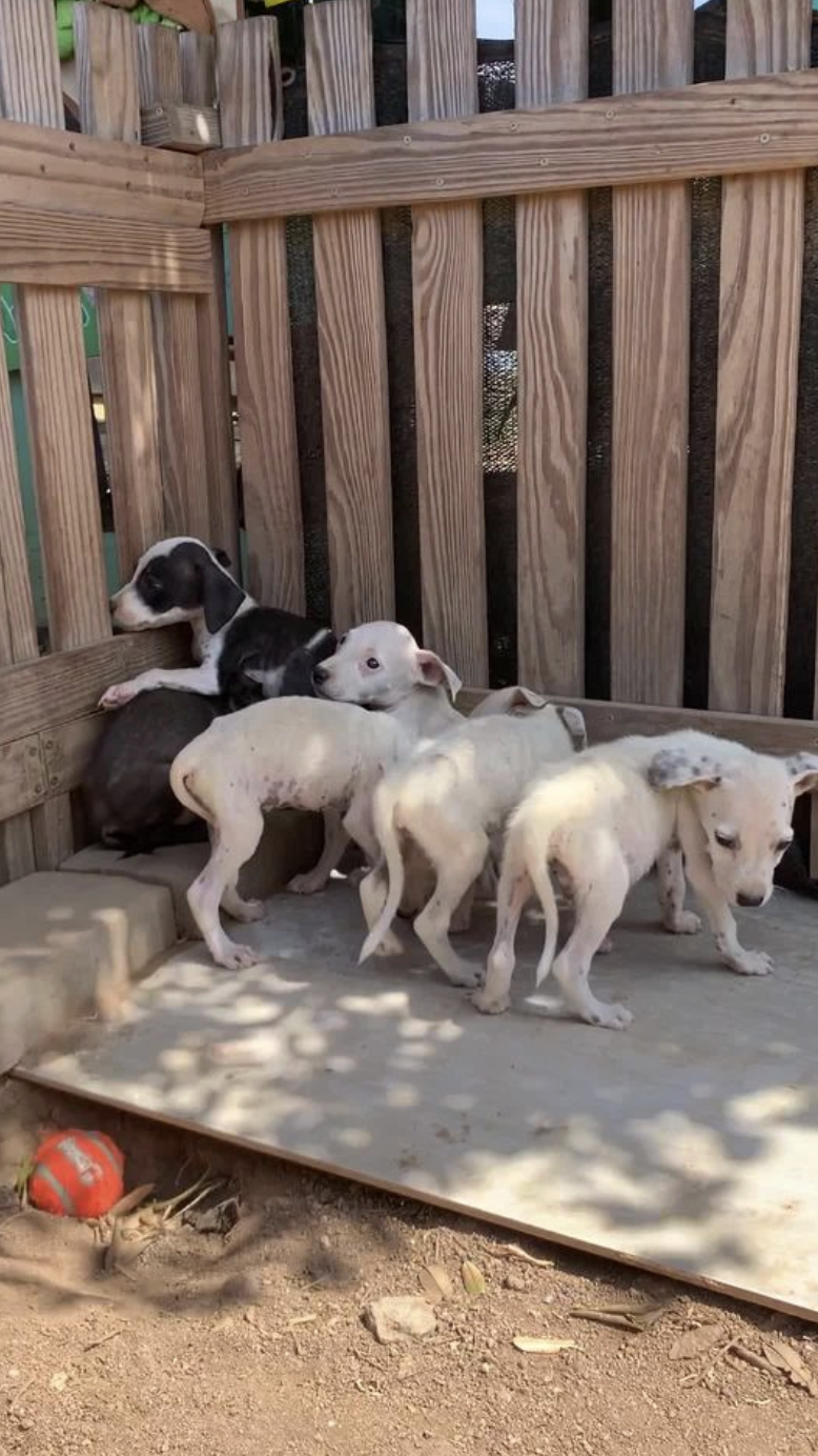 Rescuers Find A Pile Of Puppies In A Cactus Patch In The Middle Of ...