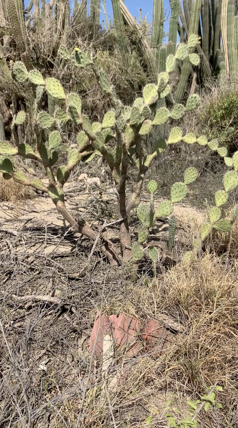 Rescuers Find A Pile Of Puppies In A Cactus Patch In The Middle Of ...