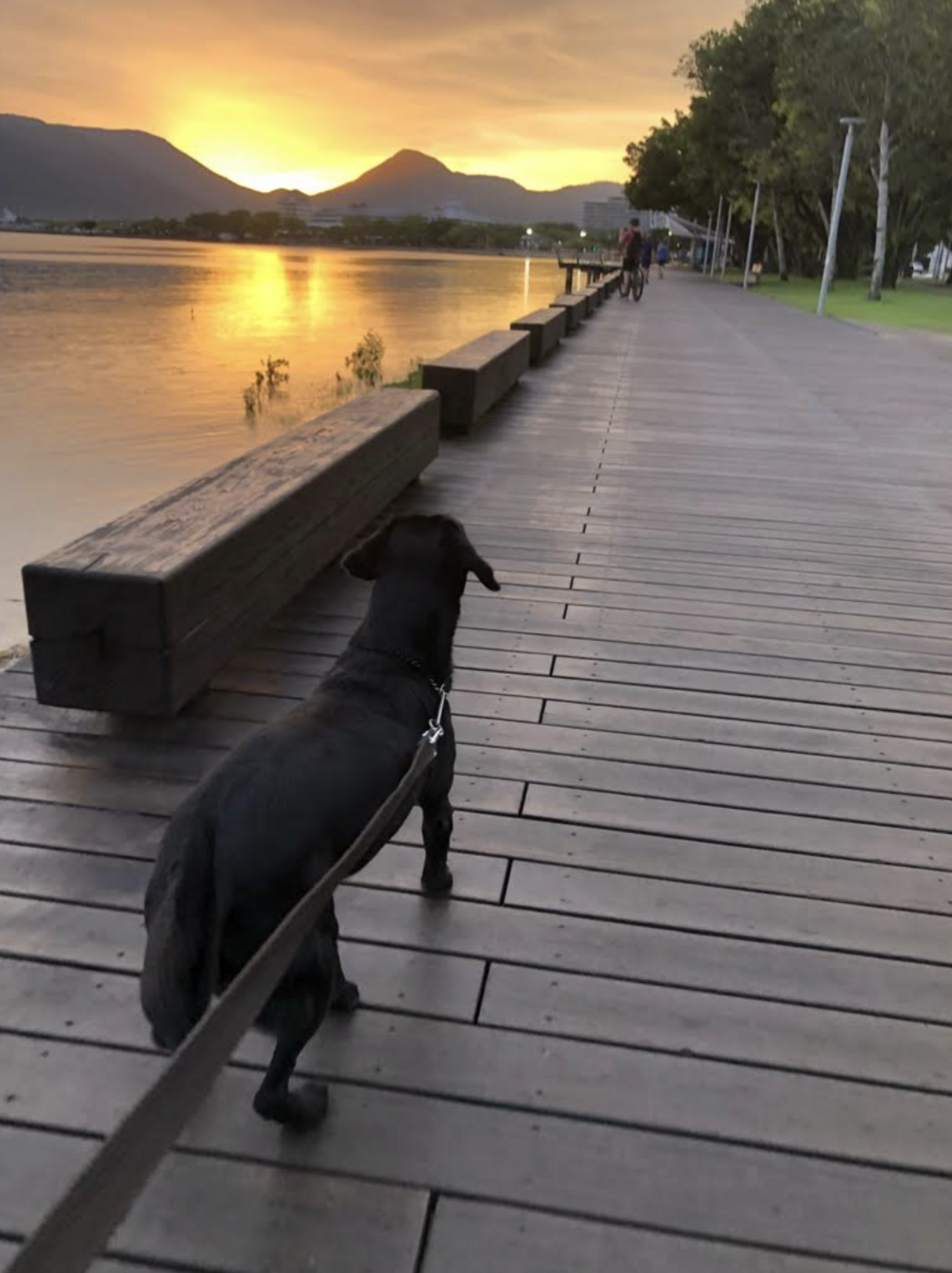 Airport Detection Dog Sets Off An Explosion Of Joy On Her Final Day At ...