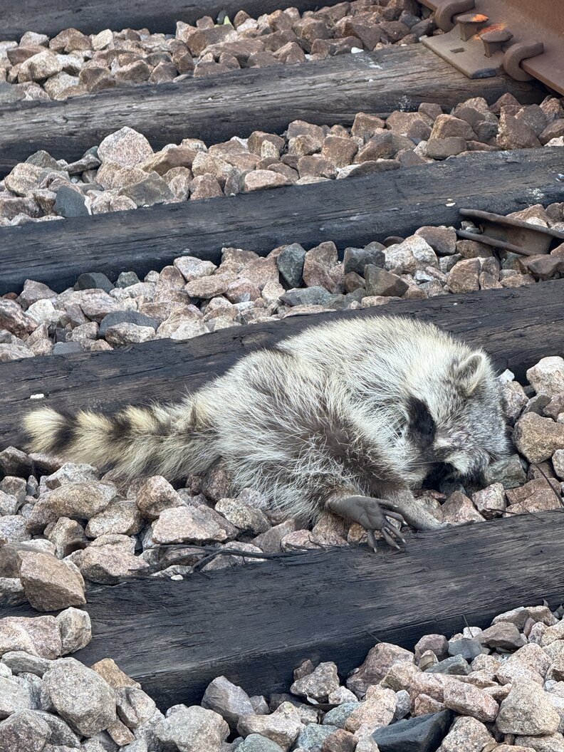 Railroad Workers Spot A Wild Animal Lying Motionless On The Tracks ...