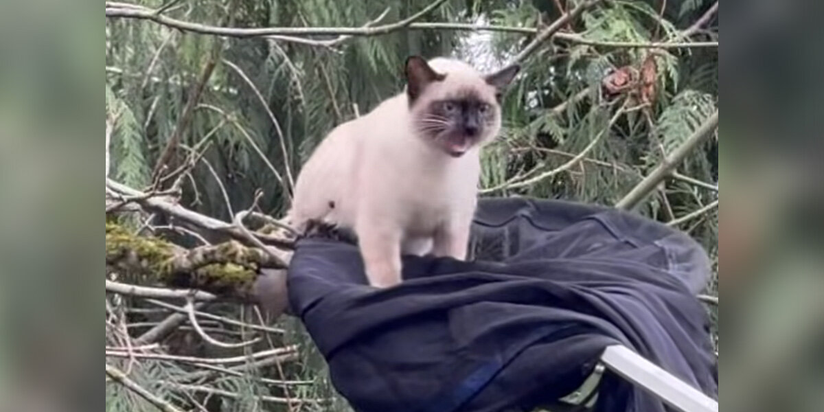 Quick-Thinking Rescuer Uses 'Unconventional' Method To Save Cat Stuck ...