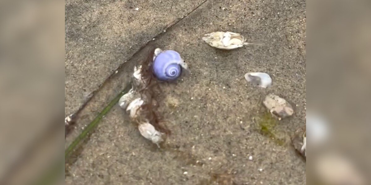 Woman On Beach Stroll Stumbles Upon Rare Purple Animal Not Seen In A ...