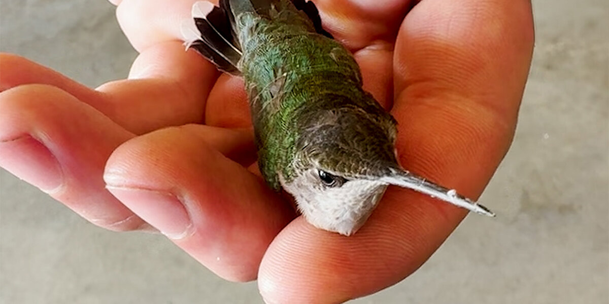 Man Finds Paralyzed Hummingbird On Garage Floor - Videos - The Dodo