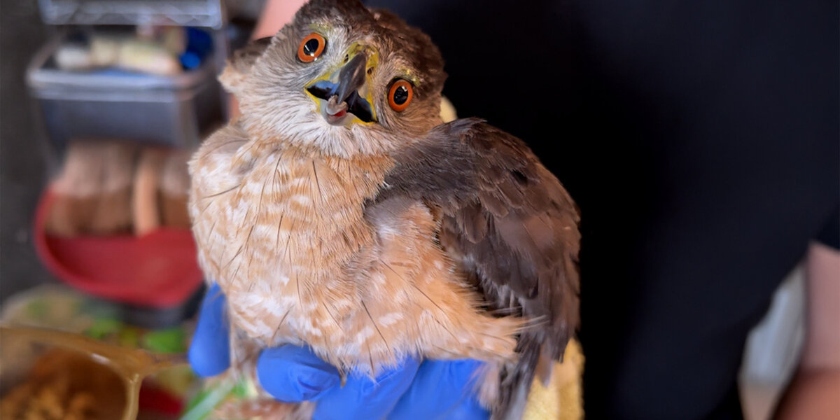 Woman Hears A Bang And Finds A Hawk Outside Her House - Videos - The Dodo