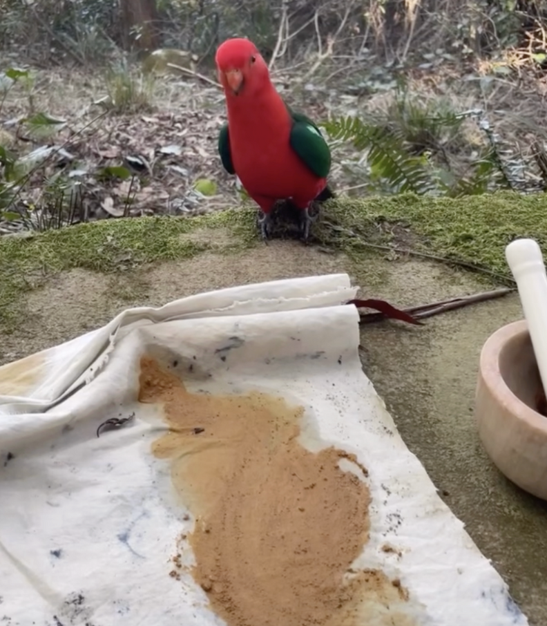 Woman Painting In Rainforest Befriends Wild Birds Who Watch Her Every ...