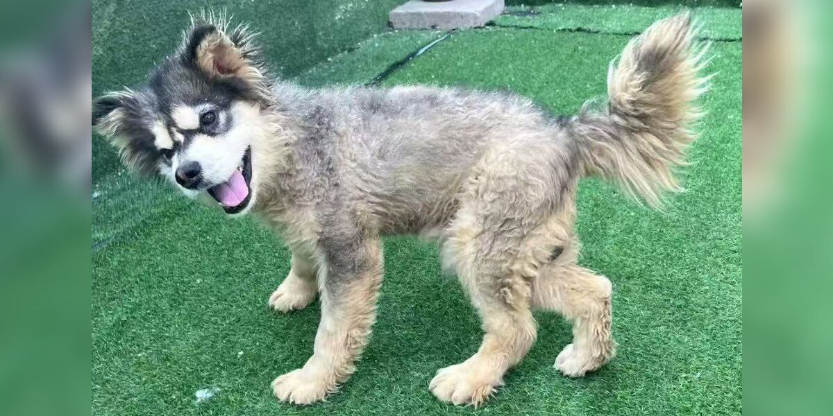 'Broken' Dog Who Spent His Life In A Cage Has No Idea He's A Little ...