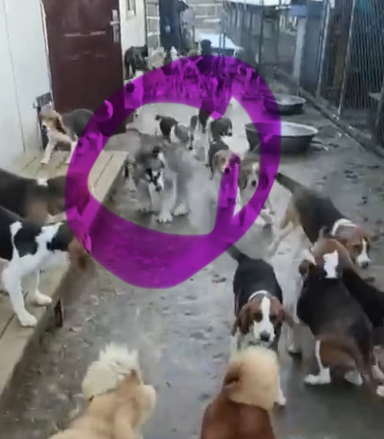 'Broken' Dog Who Spent His Life In A Cage Has No Idea He's A Little ...