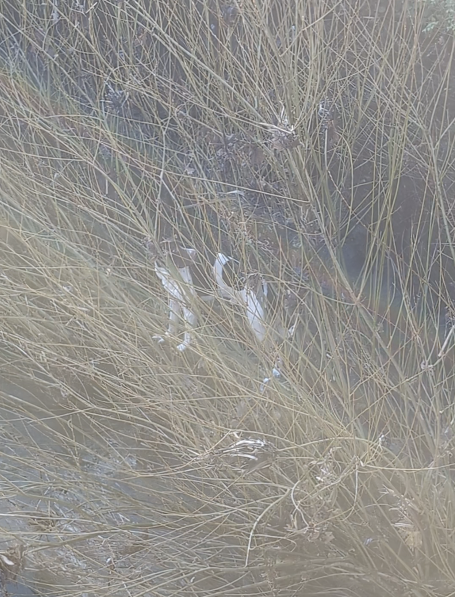 Neighbors Hear ‘Frantic’ Howls From River Bank And Find Someone ...