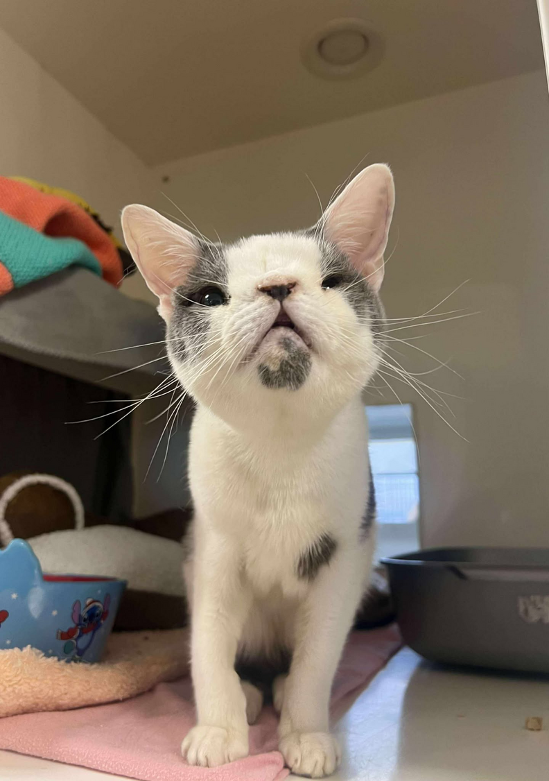 Cat Abandoned Without Explanation Stuns Rescuers With Unique Face ...