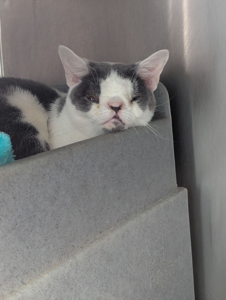 Cat Abandoned Without Explanation Stuns Rescuers With Unique Face ...