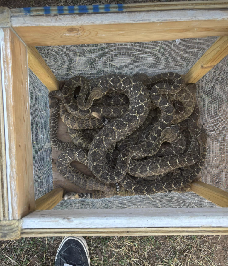 Man Hears Faint Ticking Sound And Finds 32 Animals Sleeping Under A ...