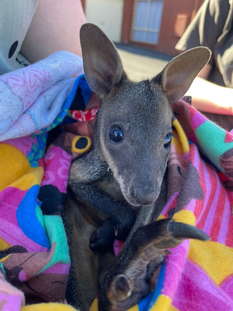 Woman In Awe Of Hopping Wallaby Suddenly Sees A Baby Fall Out Of Her ...