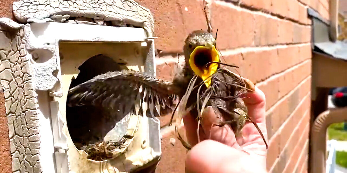 Baby Starlings Rescued From Deep Apartment Vent - Videos - The Dodo