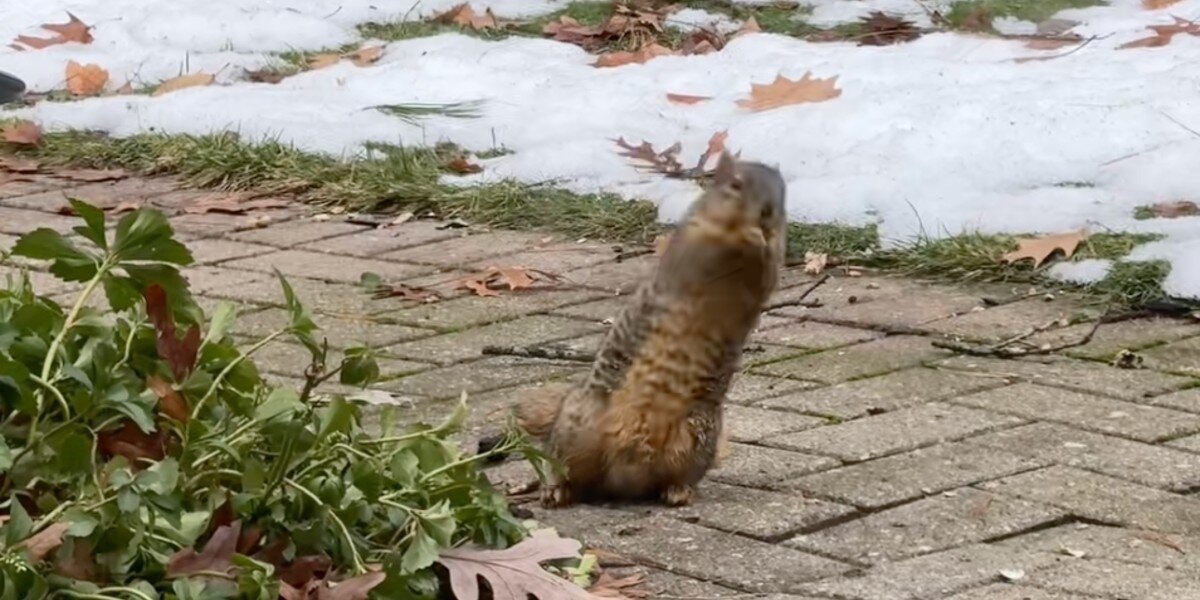 'Special' Squirrel In Couple's Backyard Stands Out With His Signature ...