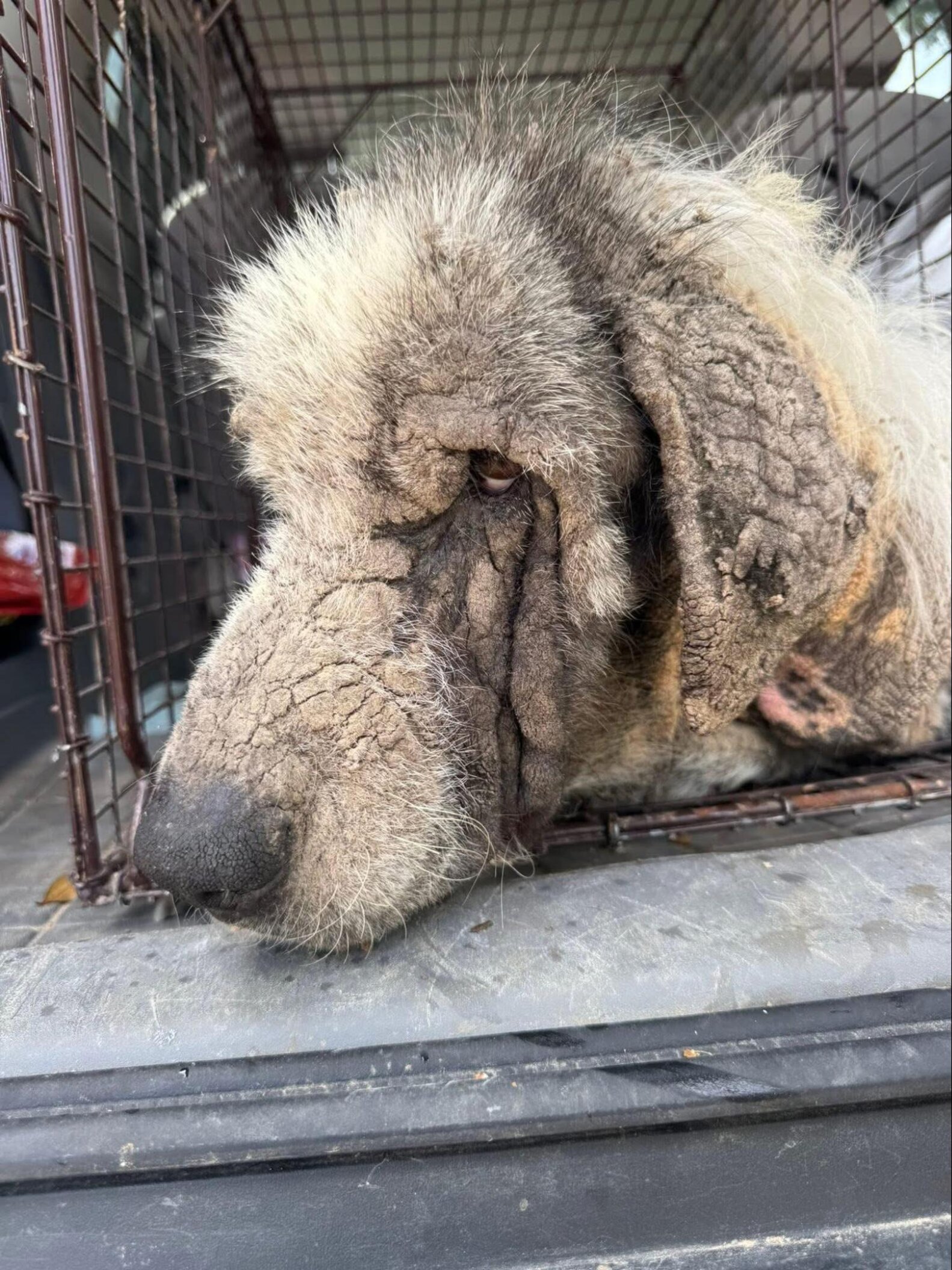 'Ghost' Dog Who Wandered Streets For Years Unnoticed Makes Stunning ...