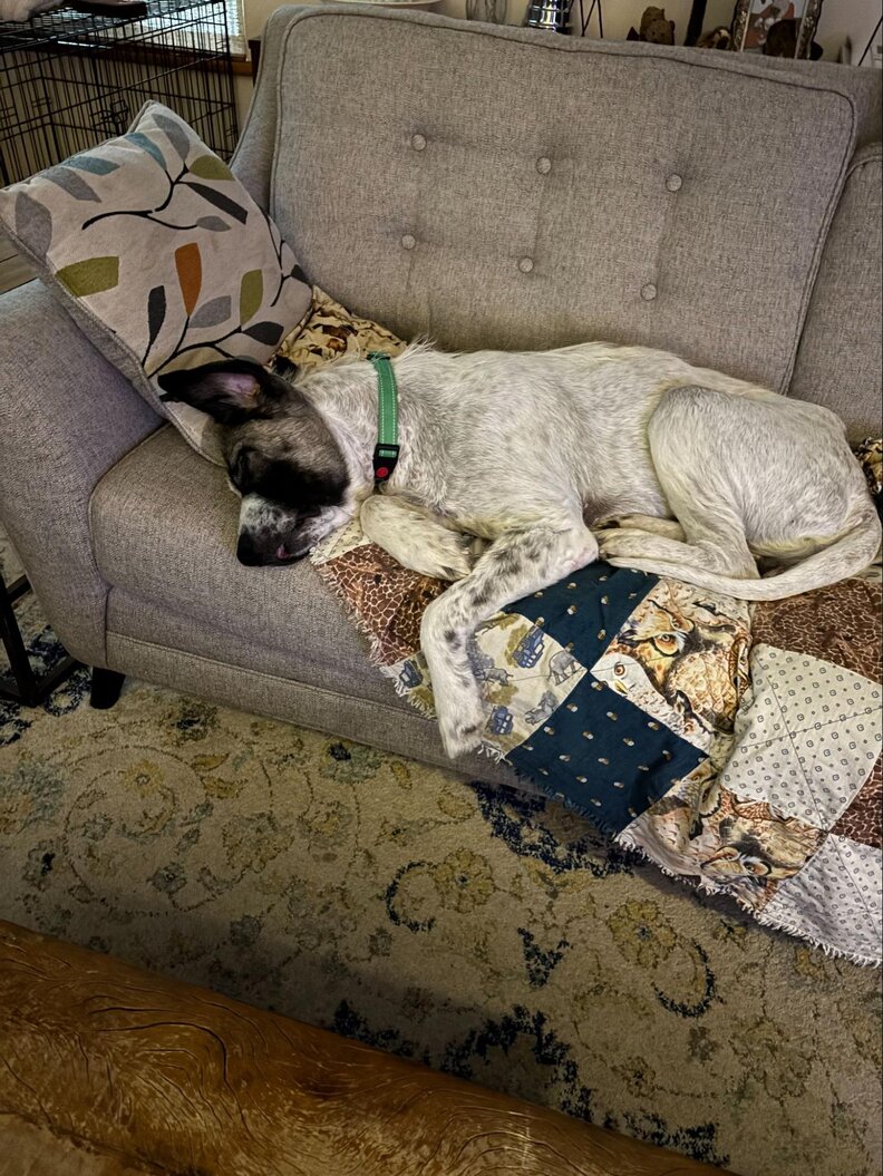 'Ghost' Dog Who Wandered Streets For Years Unnoticed Makes Stunning Transformation - The Dodo