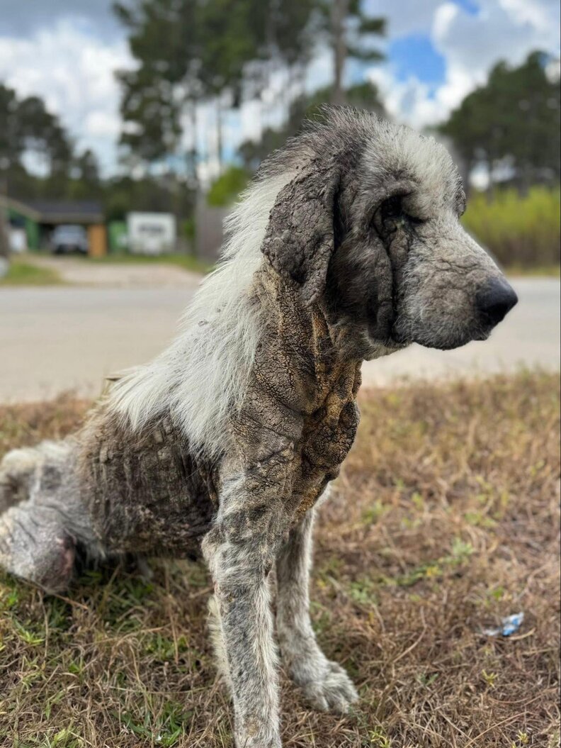 'Ghost' Dog Who Wandered Streets For Years Unnoticed Makes Stunning ...