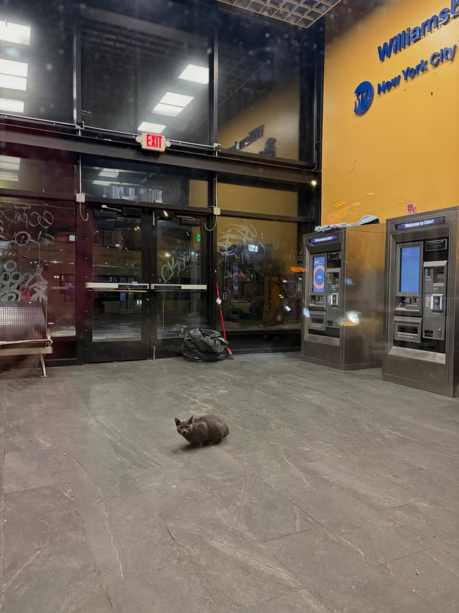 Cat Trapped Inside Locked Bus Station Begs Passersby To Rescue Him ...