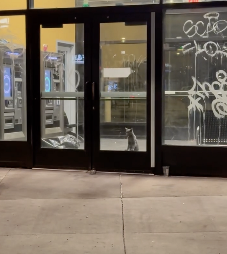 Cat Trapped Inside Locked Bus Station Begs Passersby To Rescue Him ...