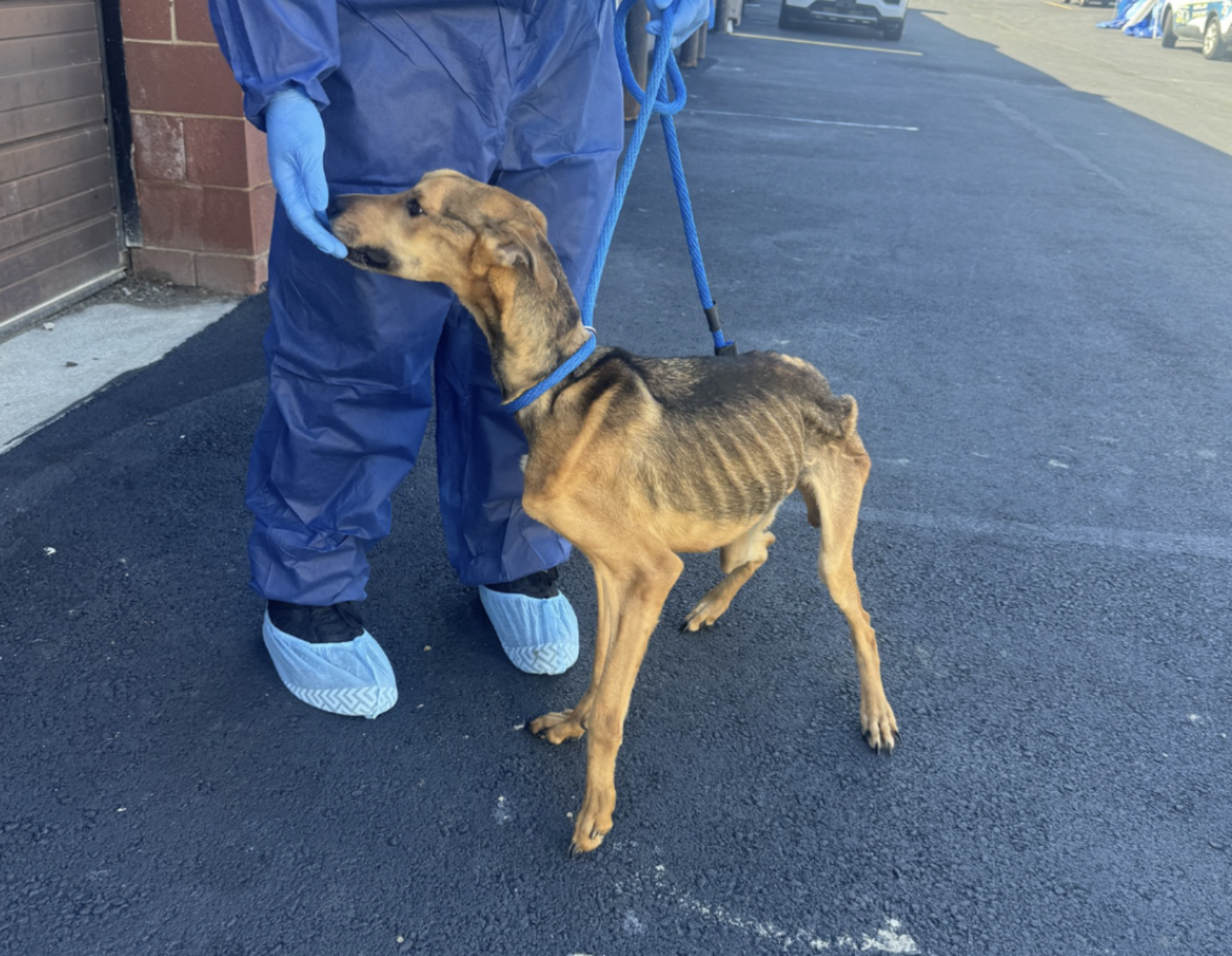 27-Pound 'Walking Skeleton' Transforms Into Happiest Pup With A Little ...