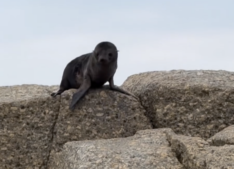Woman Spots 'Ball Of Kelp' On Rock — Then Realizes It's Breathing - The ...