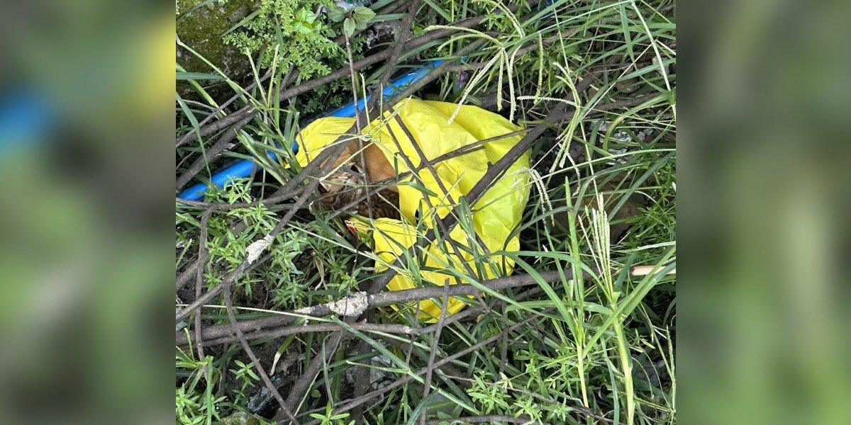Faint Cries From Plastic Bag In The Grass Catches Rescuer's Attention ...