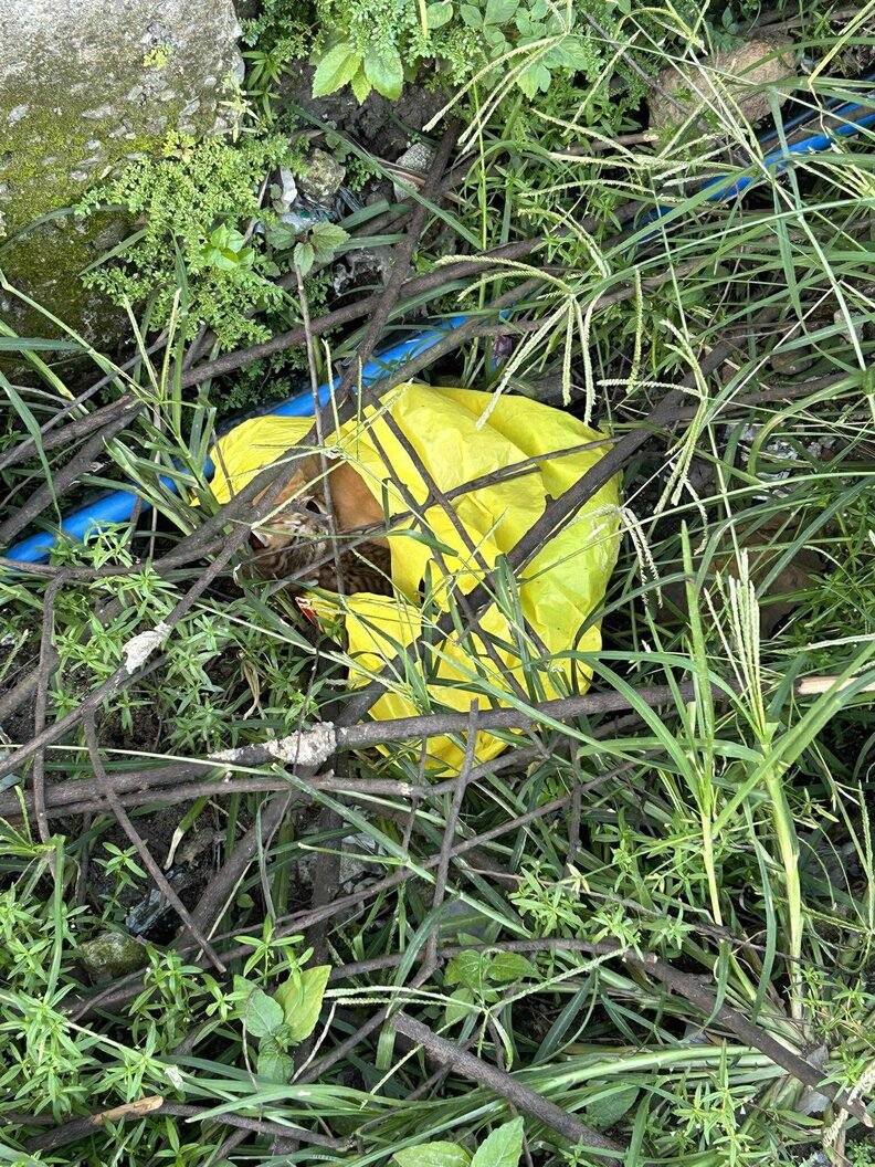 Faint Cries From Plastic Bag In The Grass Catches Rescuer's Attention ...