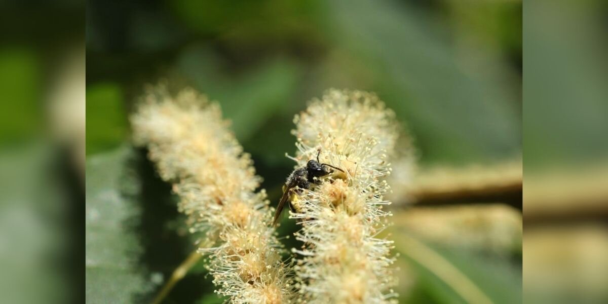 Scientist Spots Little Bee In Orchard — And Realizes She's Incredibly ...