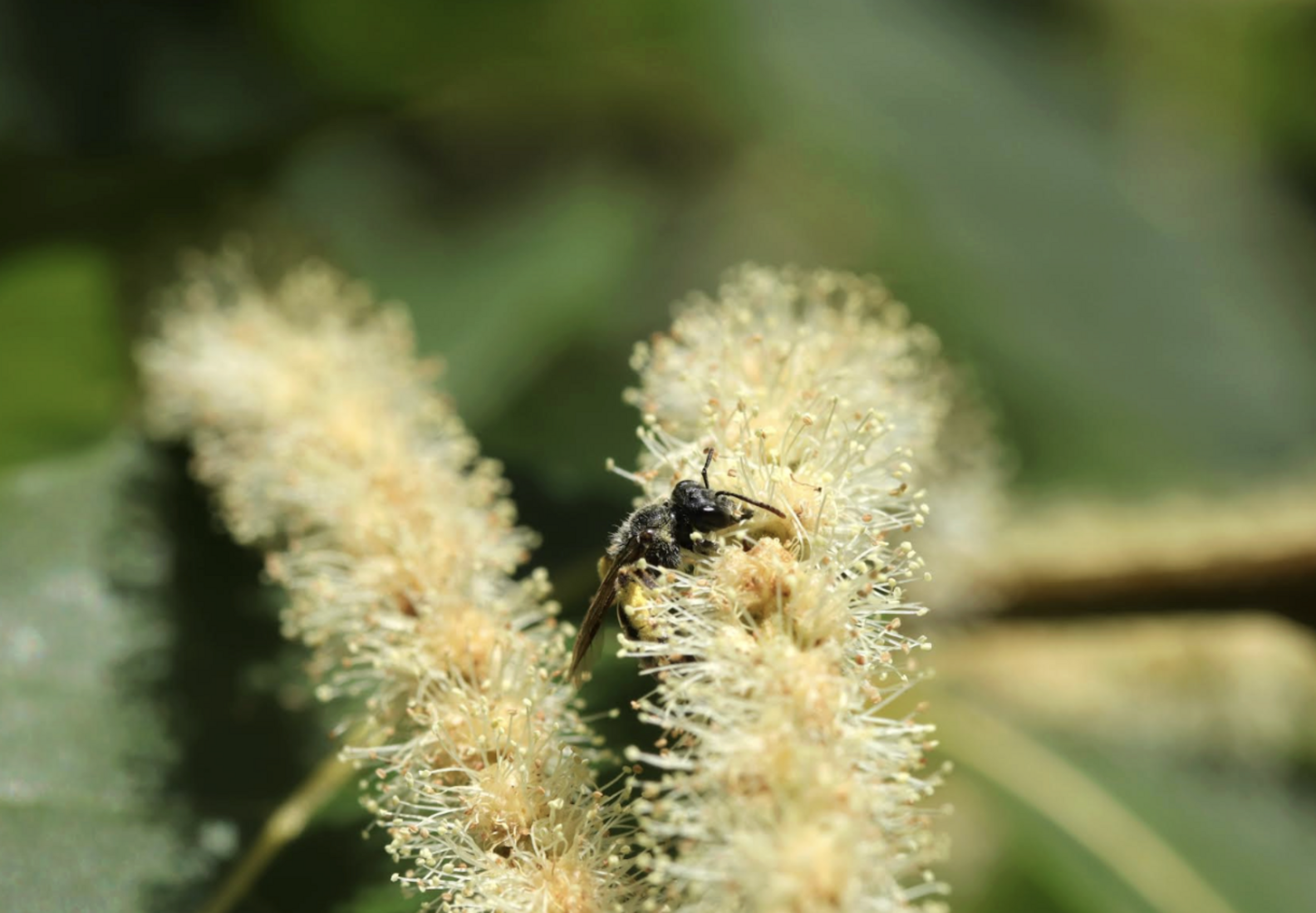 Scientist Spots Little Bee In Orchard — And Realizes She's Incredibly ...