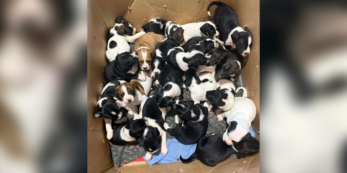 Shelter Staff Can't Believe Their Eyes When 21 Puppies Arrive At Their ...