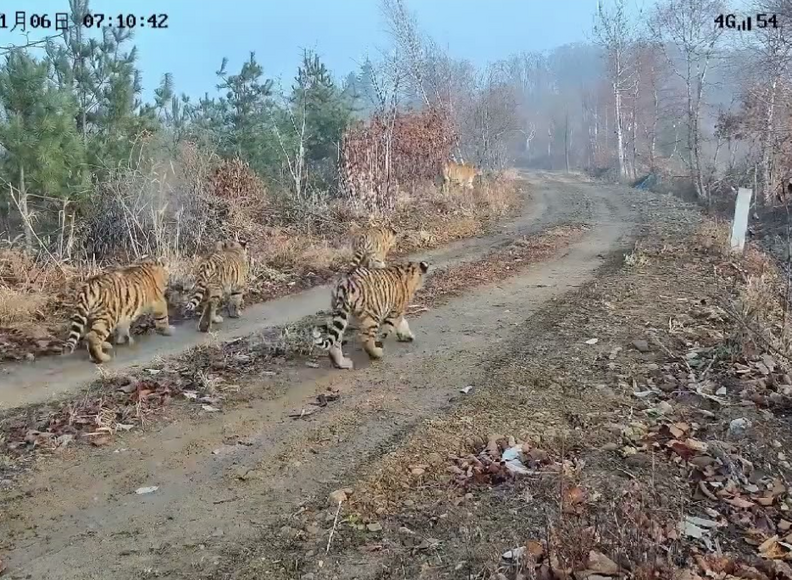 Rare Family Caught On Camera For First Time Leaves Conservationists ...