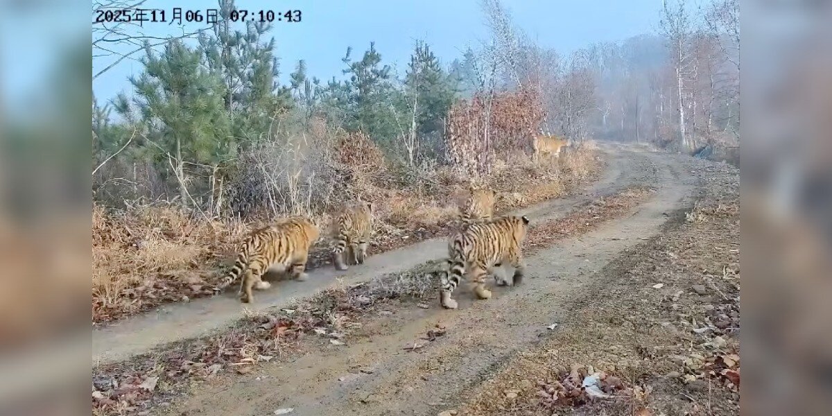 Rare Family Caught On Camera For First Time Leaves Conservationists ...