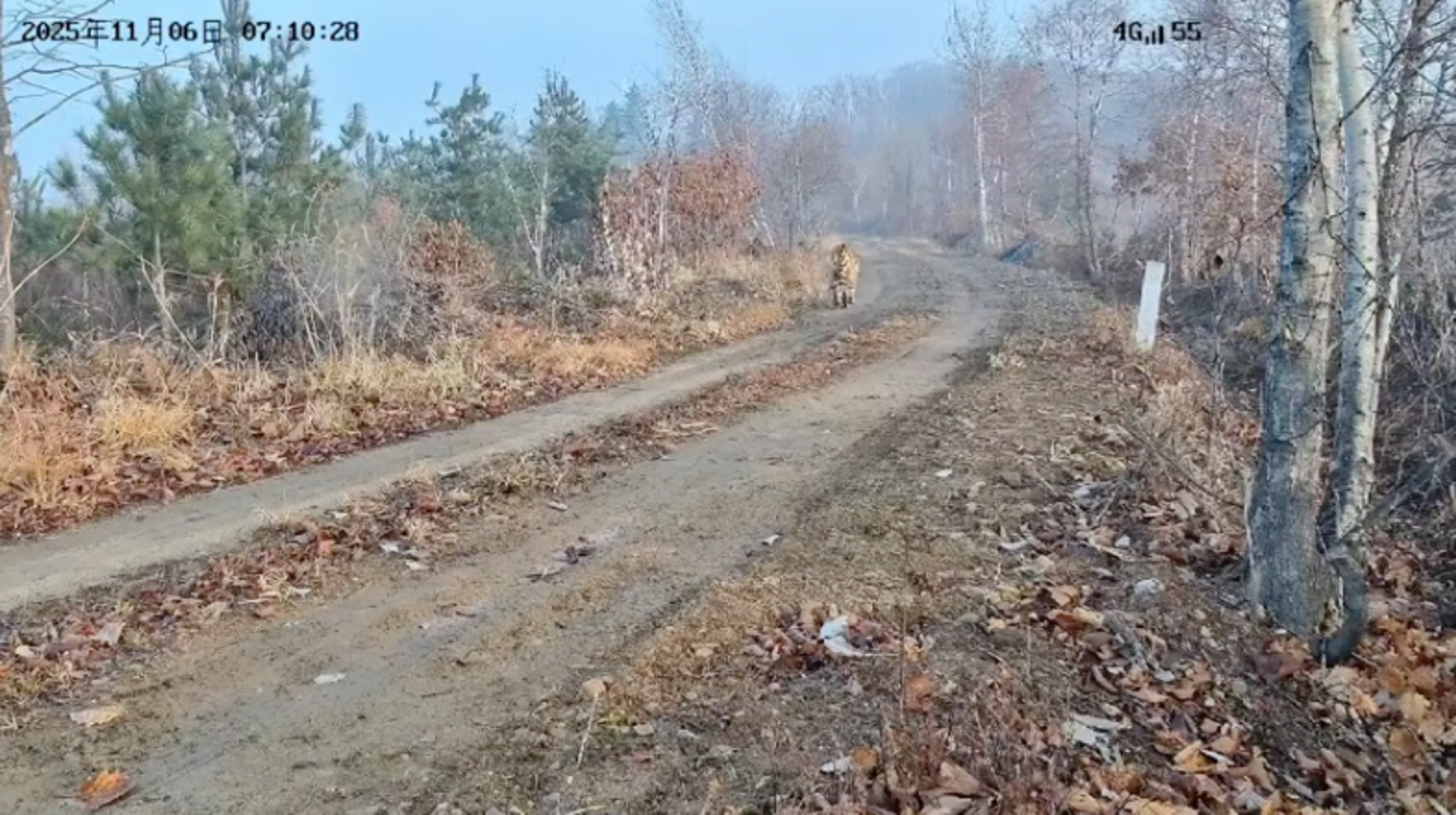 Rare Family Caught On Camera For First Time Leaves Conservationists ...