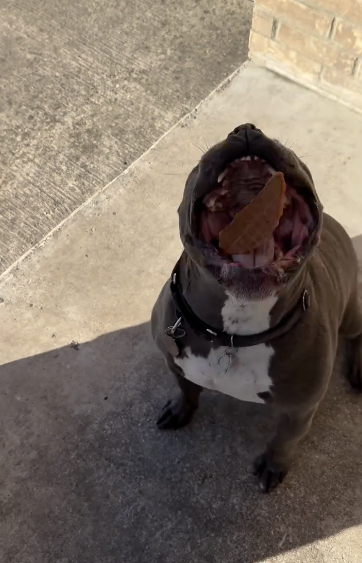 Woman Sees A Dog 'Bust' Through Her Door And Knows Exactly What He ...