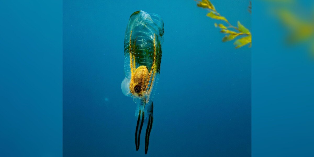 Free Diver Notices Strange 'Squid' That's Actually One Animal Living ...