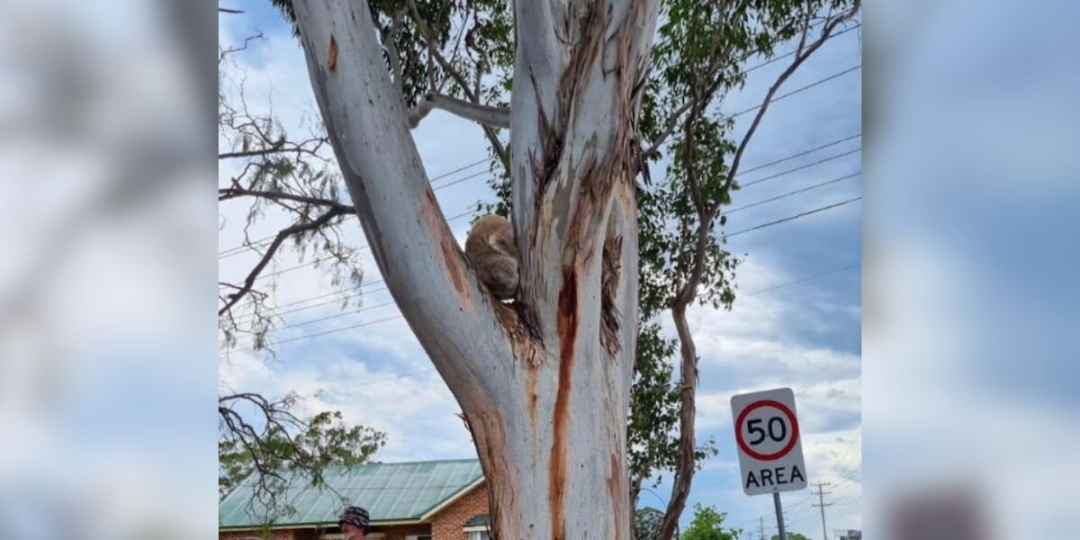 Woman Hears 'Panting' In Shopping Plaza And Finds Endangered Animal ...