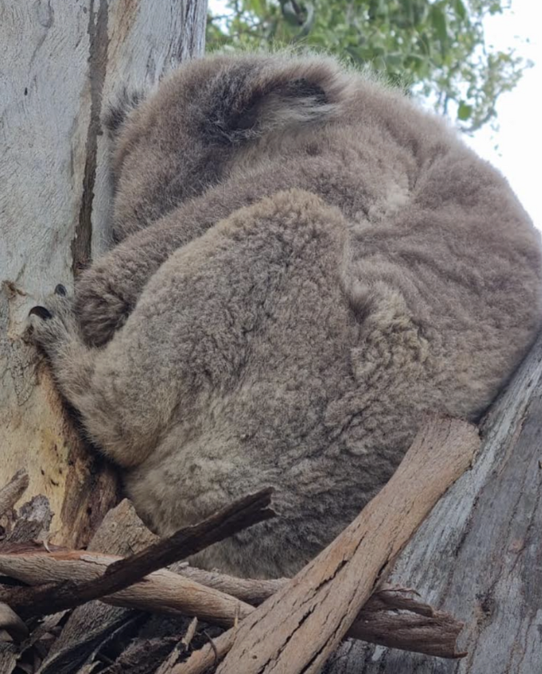 Woman Hears 'Panting' In Shopping Plaza And Finds Endangered Animal ...