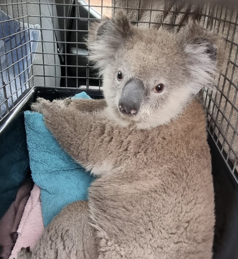 Woman Hears 'Panting' In Shopping Plaza And Finds Endangered Animal ...